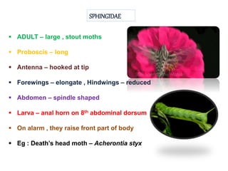 Lepidopteran life as a Social family on Earth. | PPTX | Birdwatching ...