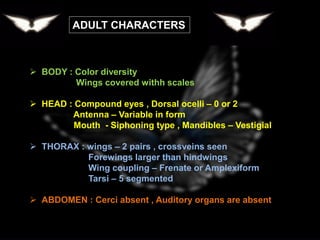 Lepidopteran life as a Social family on Earth. | PPTX | Birdwatching ...