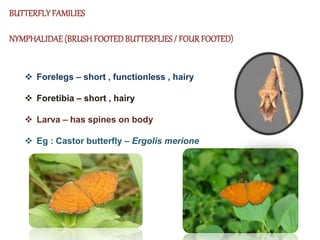 Lepidopteran life as a Social family on Earth. | PPTX | Birdwatching ...