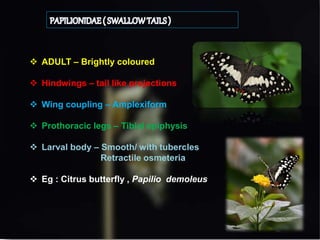Lepidopteran life as a Social family on Earth. | PPTX