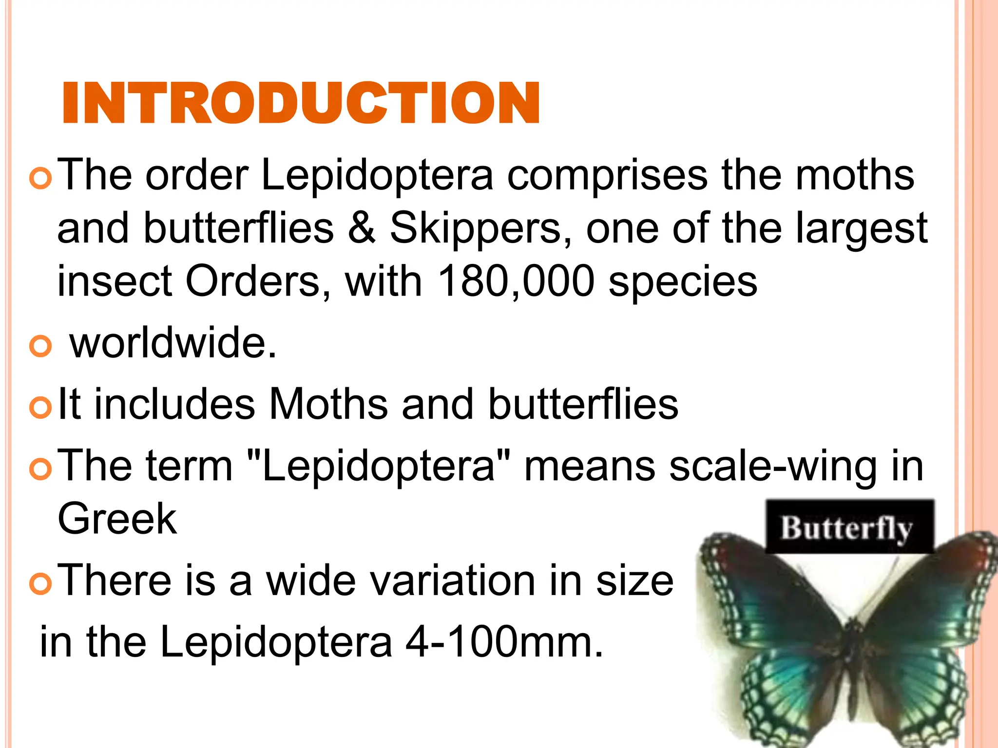 LEPIDOPTERA Order presentation By Aftab Ahmed Rahimoo | PPTX