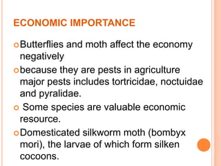LEPIDOPTERA Order presentation By Aftab Ahmed Rahimoo | PPTX