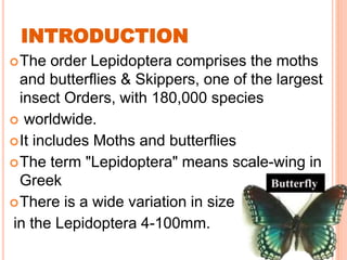LEPIDOPTERA Order presentation By Aftab Ahmed Rahimoo | PPTX