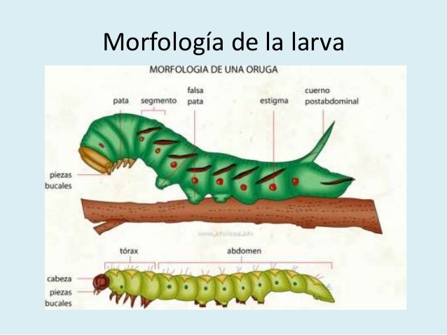 Lepidoptera cgp
