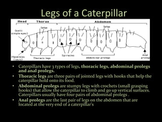 Lepidoptera larvae | PPTX