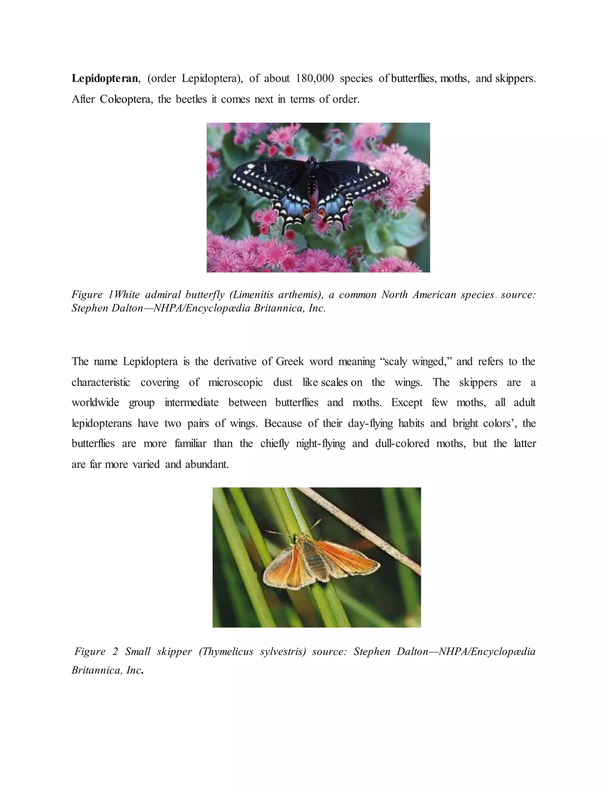 Lepidopteran | DOCX