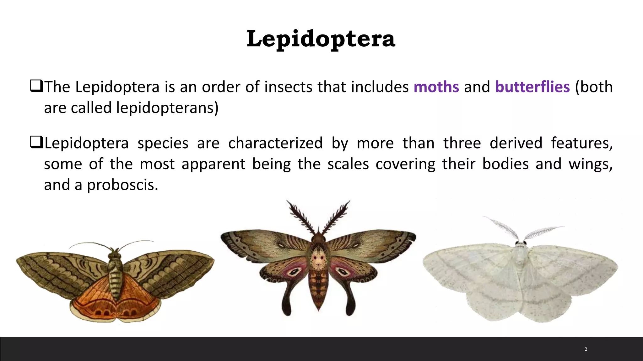 Lepidopteran insects (1).pptx