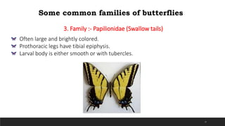 Lepidopteran insects (1).pptx