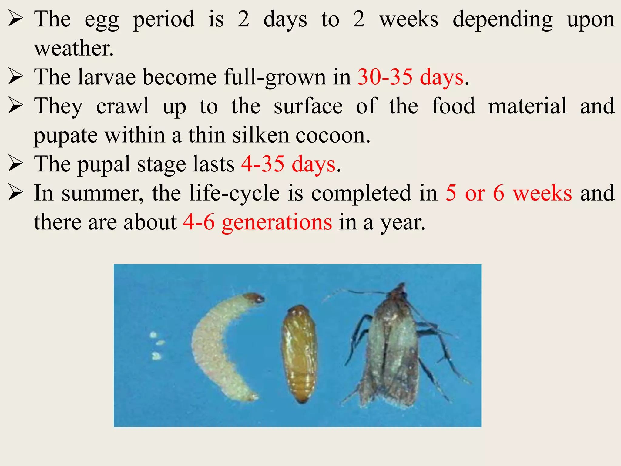 Storage pests | PPTX