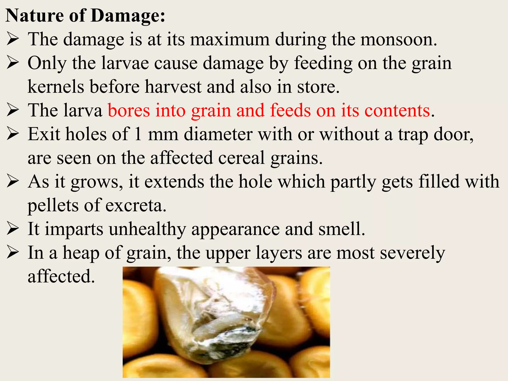 Storage pests | PPTX