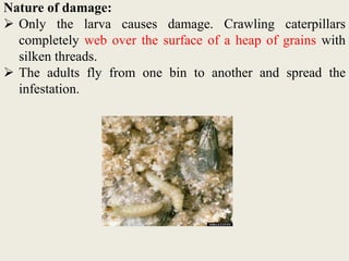 Storage pests | PPTX