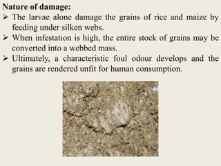 Storage pests | PPTX