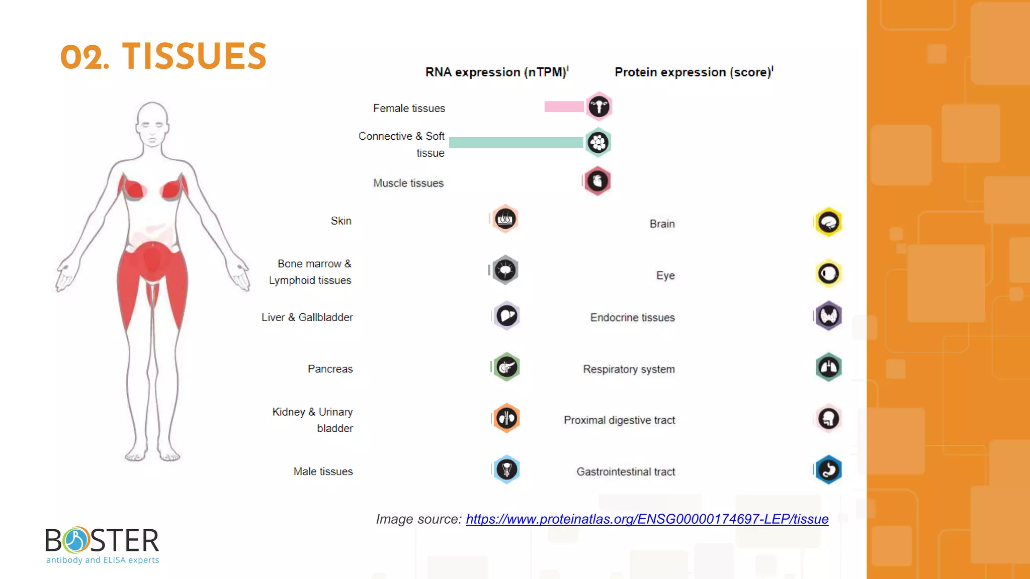 Learn LEP in 3 minutes | Leptin | PPTX