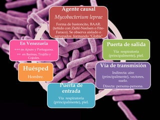 Lepra | PPTX