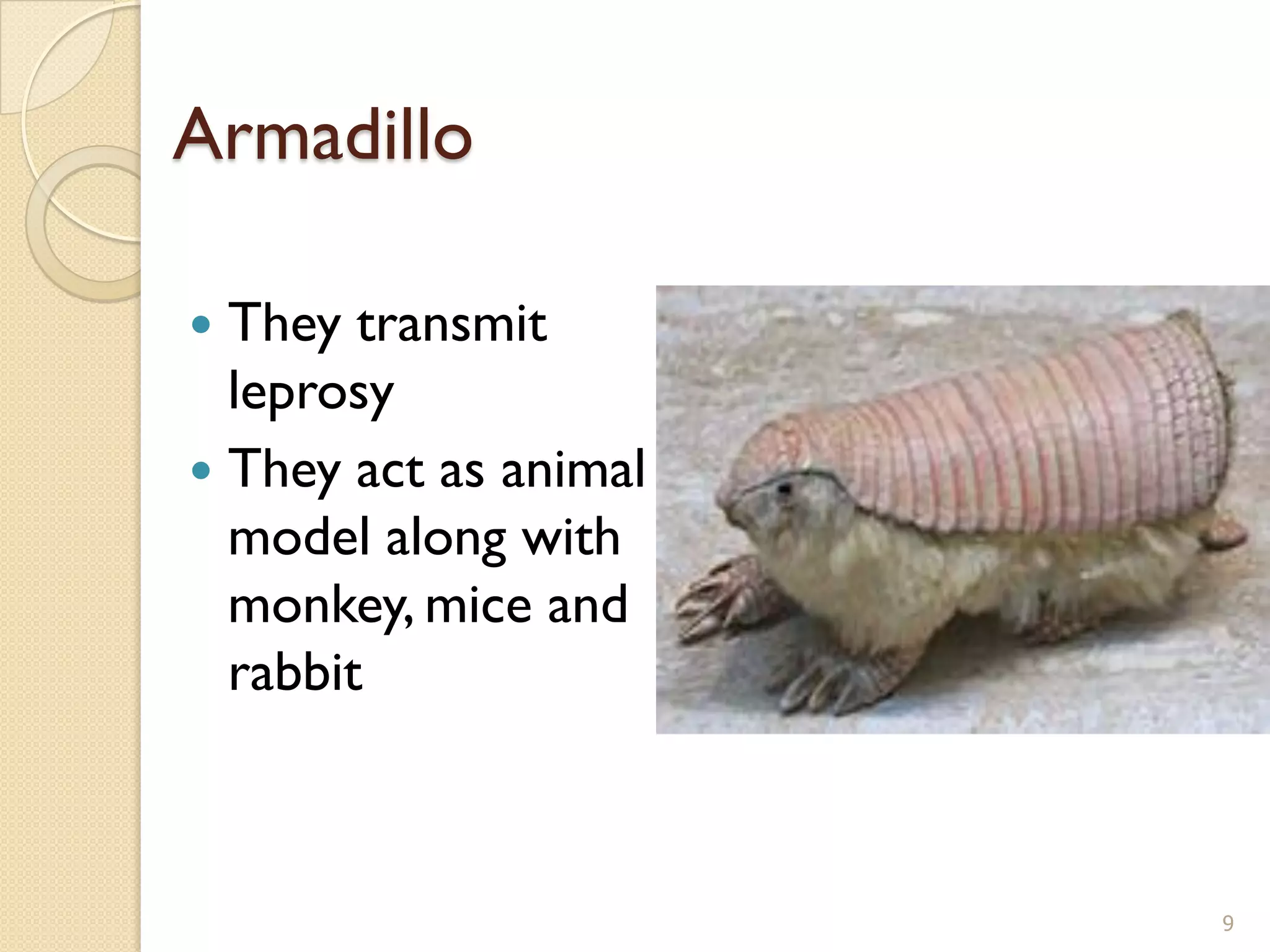 Pathophysiology of Leprosy | PDF