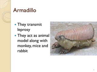 Pathophysiology of Leprosy | PDF