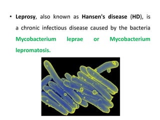 Leprosy Bacteria Structure