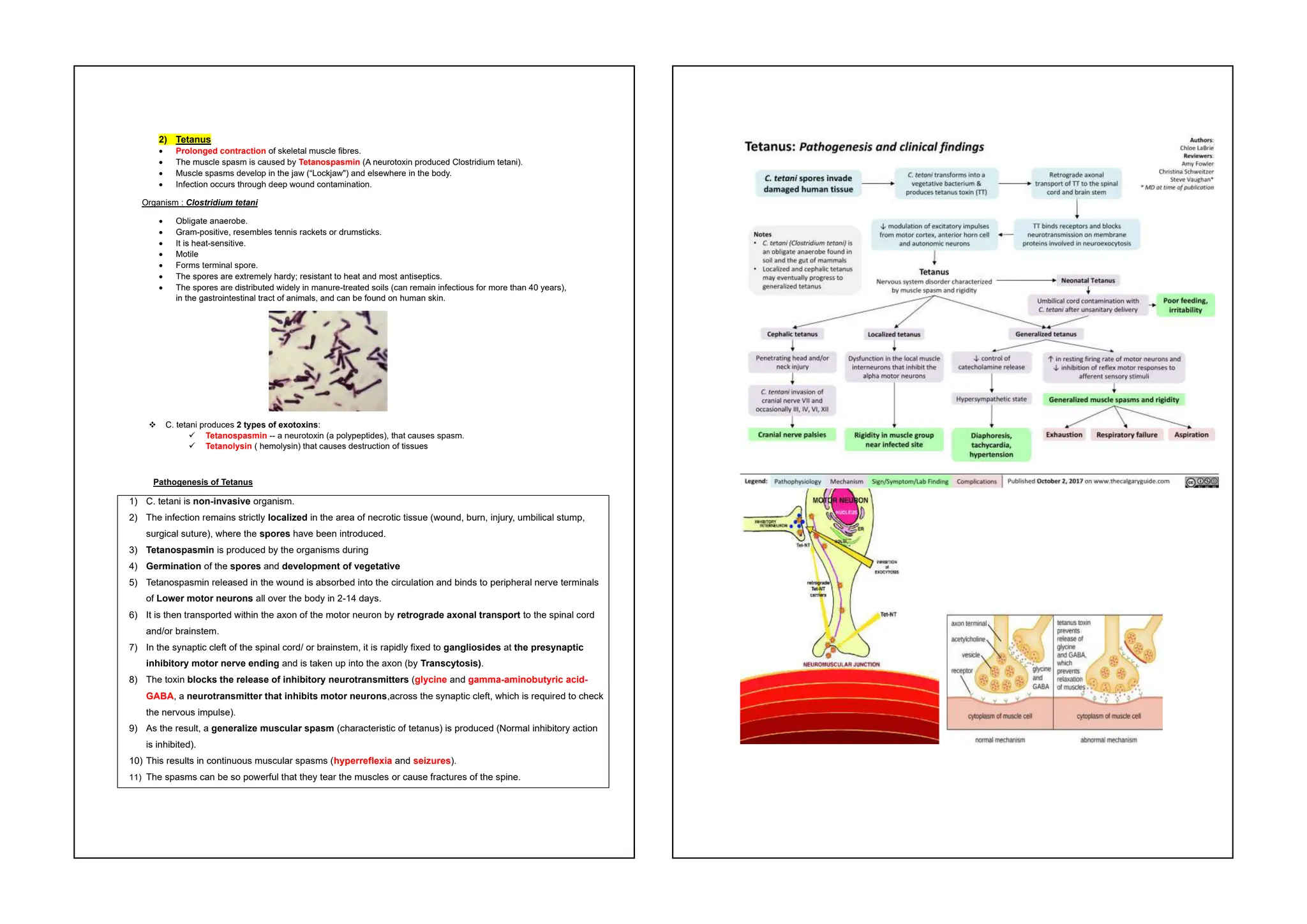 Leprosy microbiology very short & concise | PPT