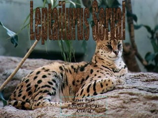 Leptailurus serval renee bunn | PPT