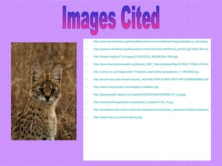Leptailurus serval renee bunn | PPT