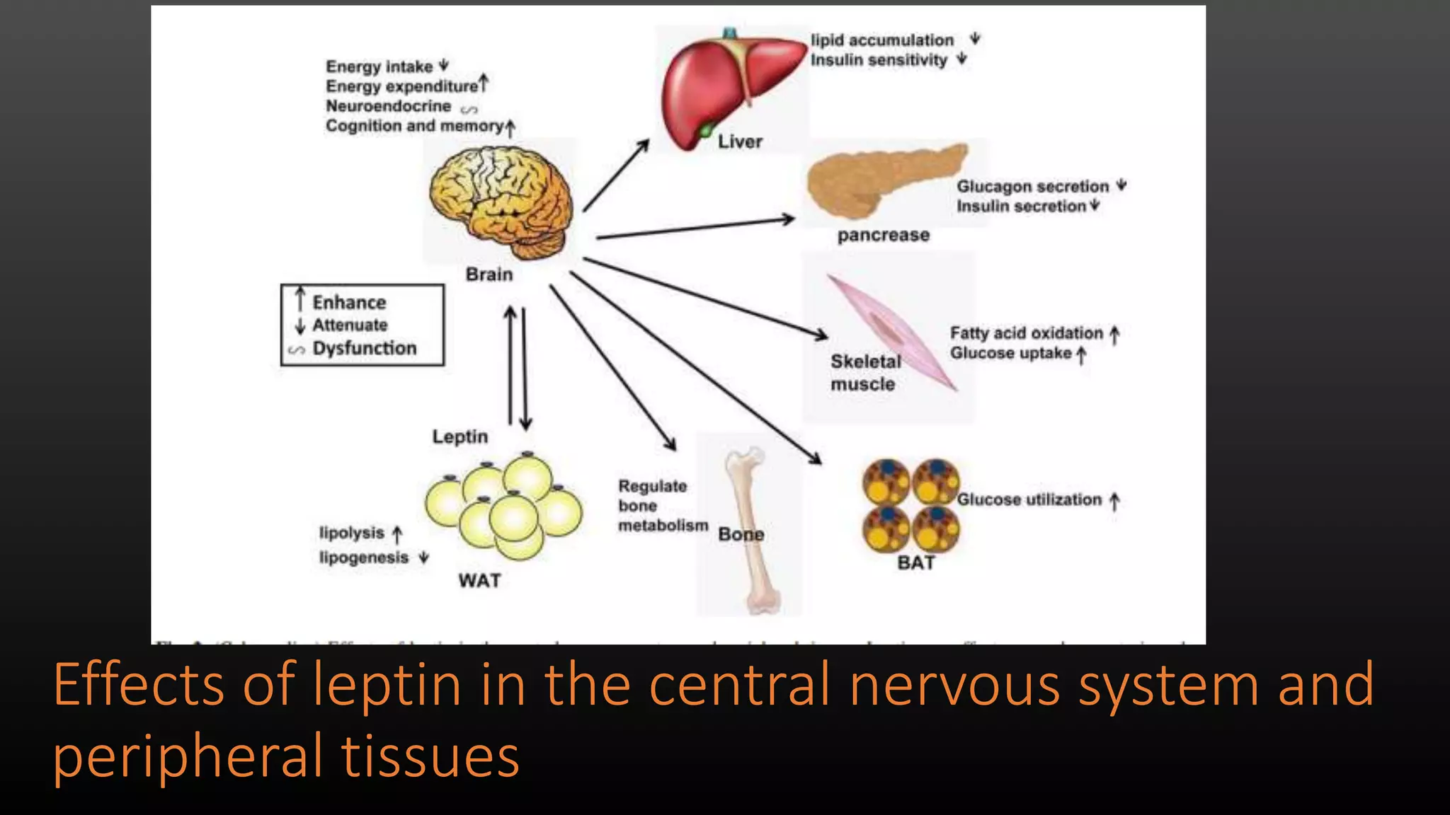 Leptin | PPTX