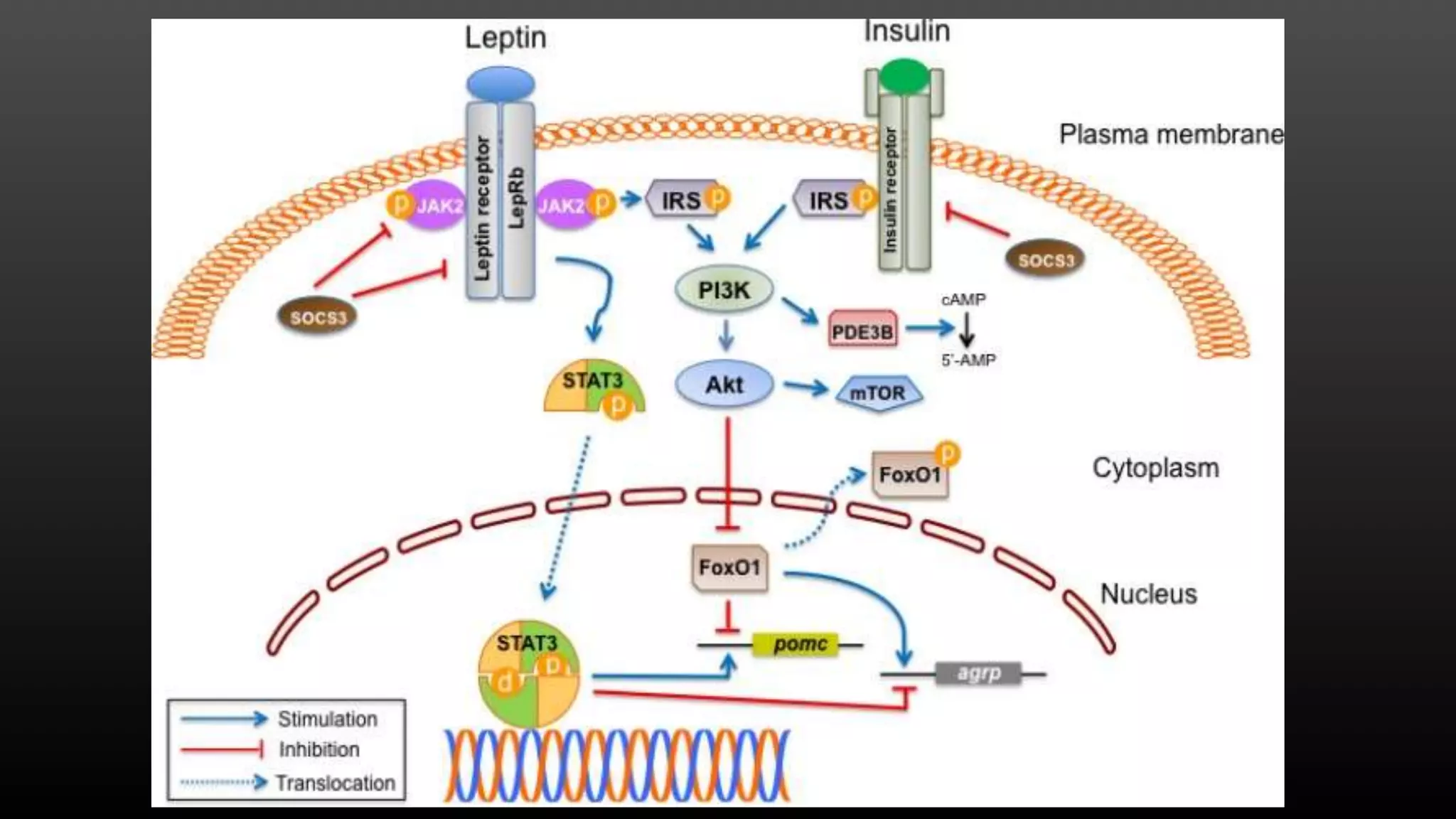 Leptin | PPTX
