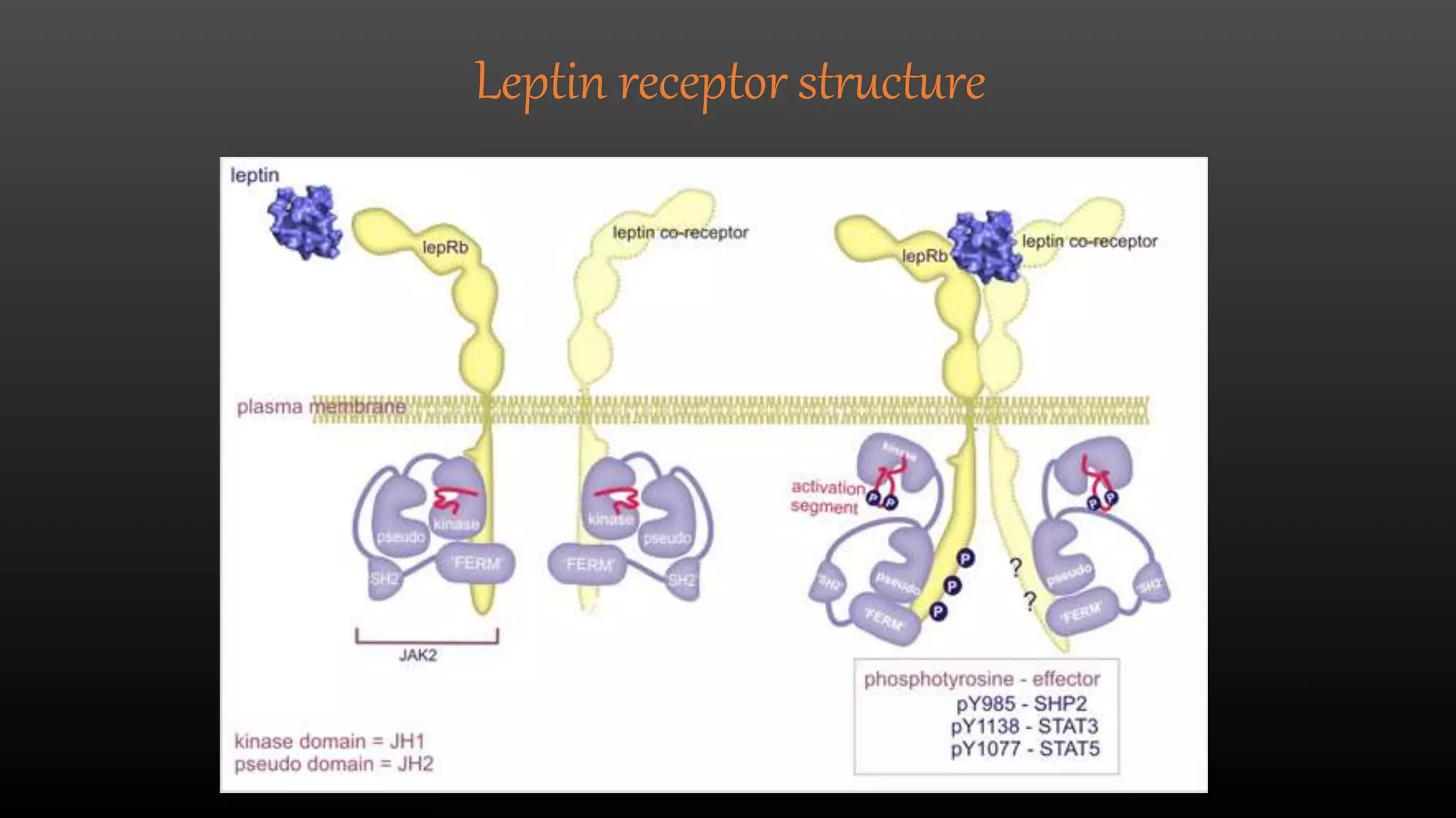Leptin | PPTX