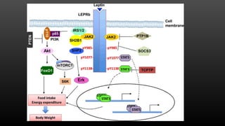 Leptin | PPTX