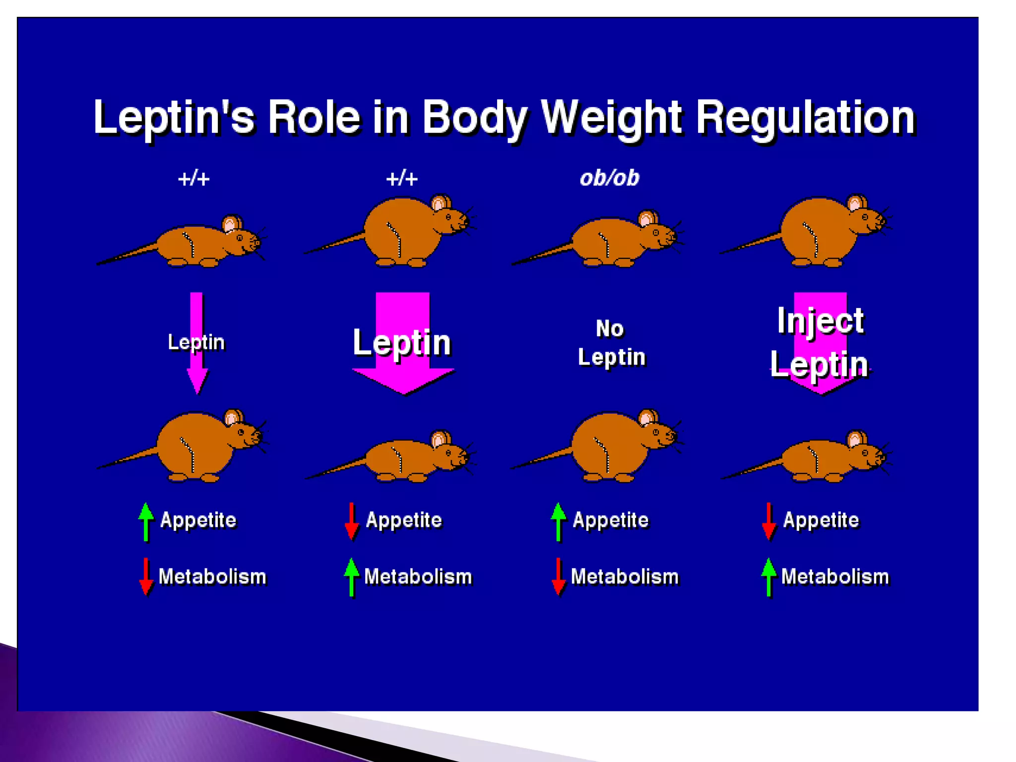 Leptin ppt | PPT