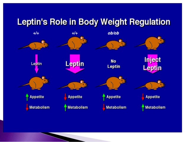 Leptin ppt