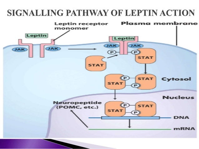 Leptin ppt
