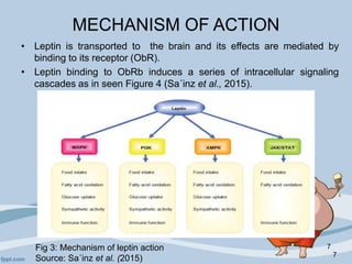 Leptin resistance in obesity | PPTX