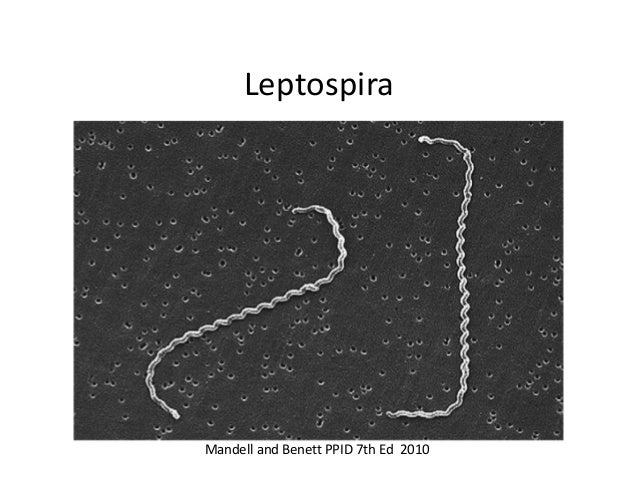 Leptospirosis
