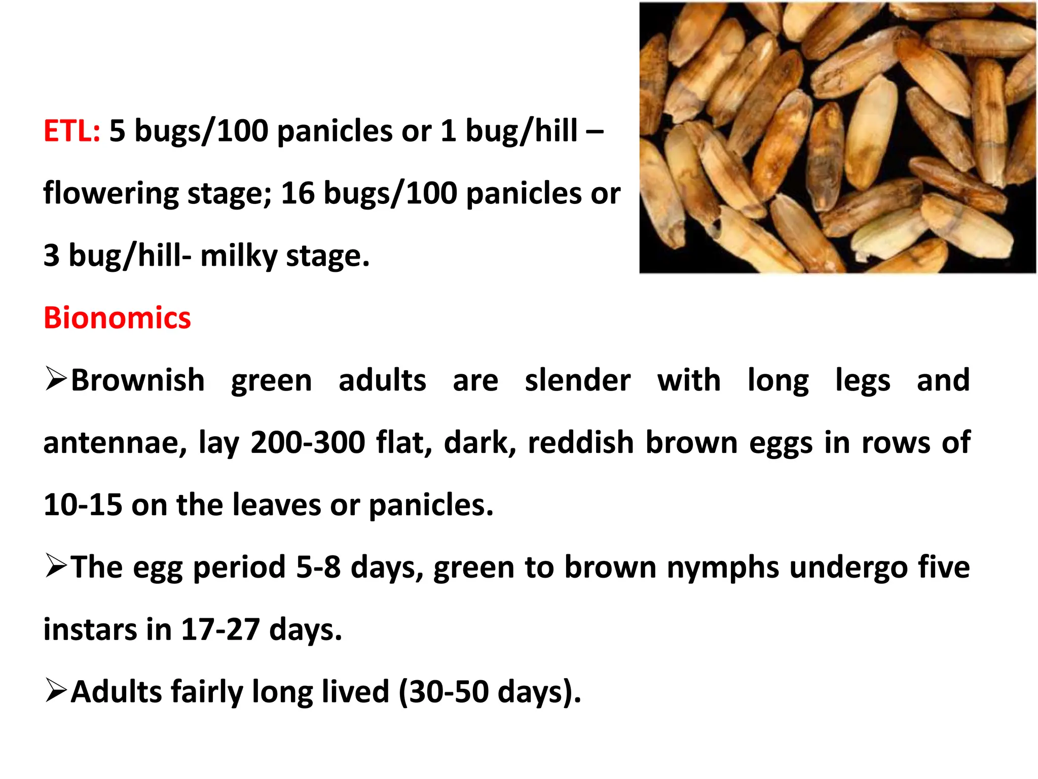 Leptocorisa on Rice - Economic Entomology.ppt