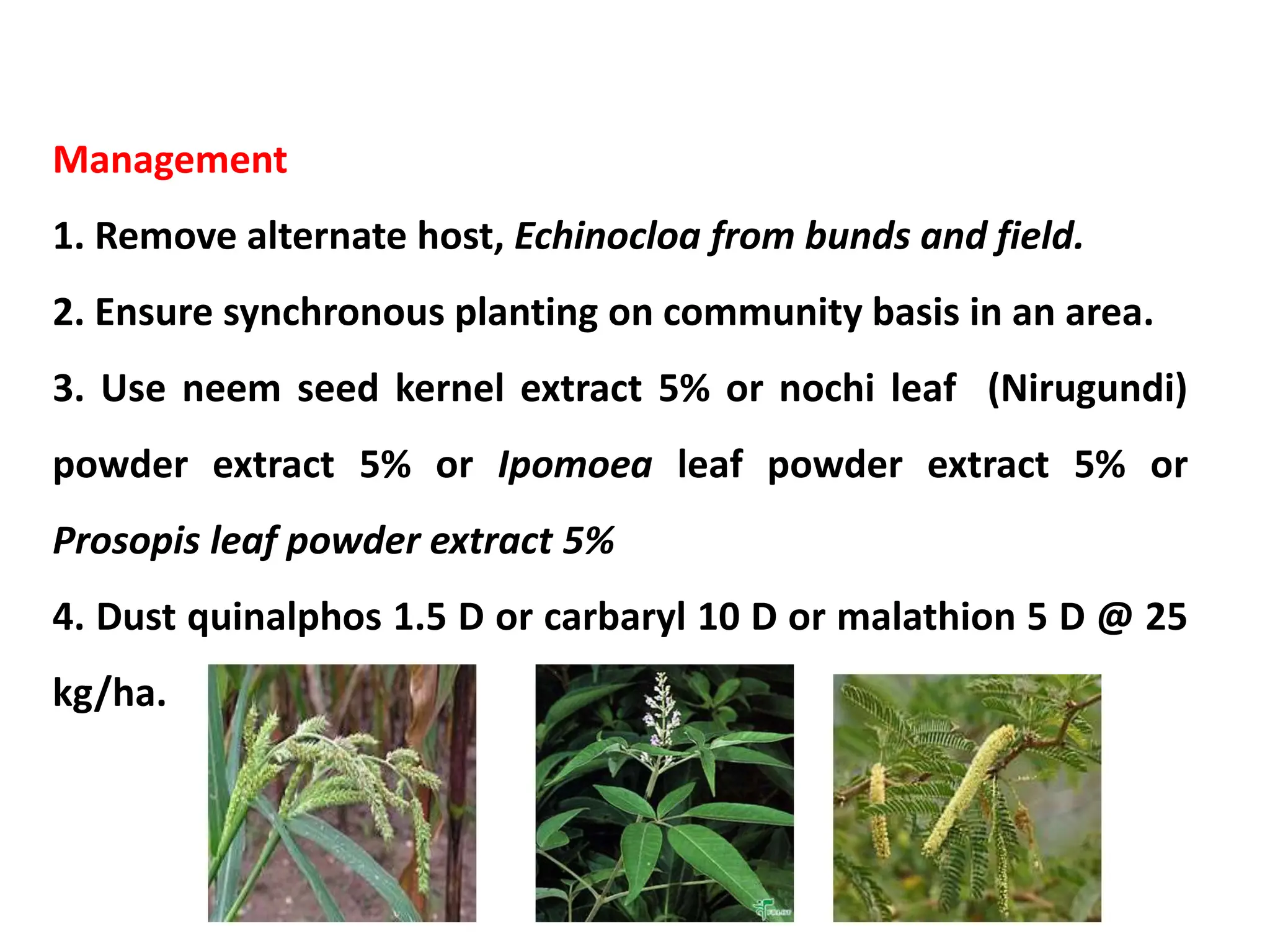 Leptocorisa on Rice - Economic Entomology.ppt