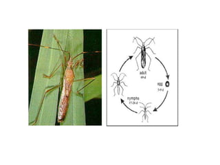 Leptocorisa on Rice - Economic Entomology.ppt