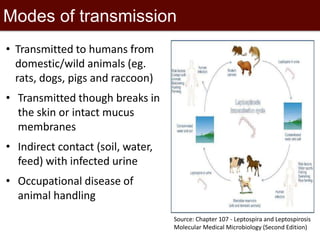 Epidemiological investigations of leptospirosis in pigs in Vietnam | PPT