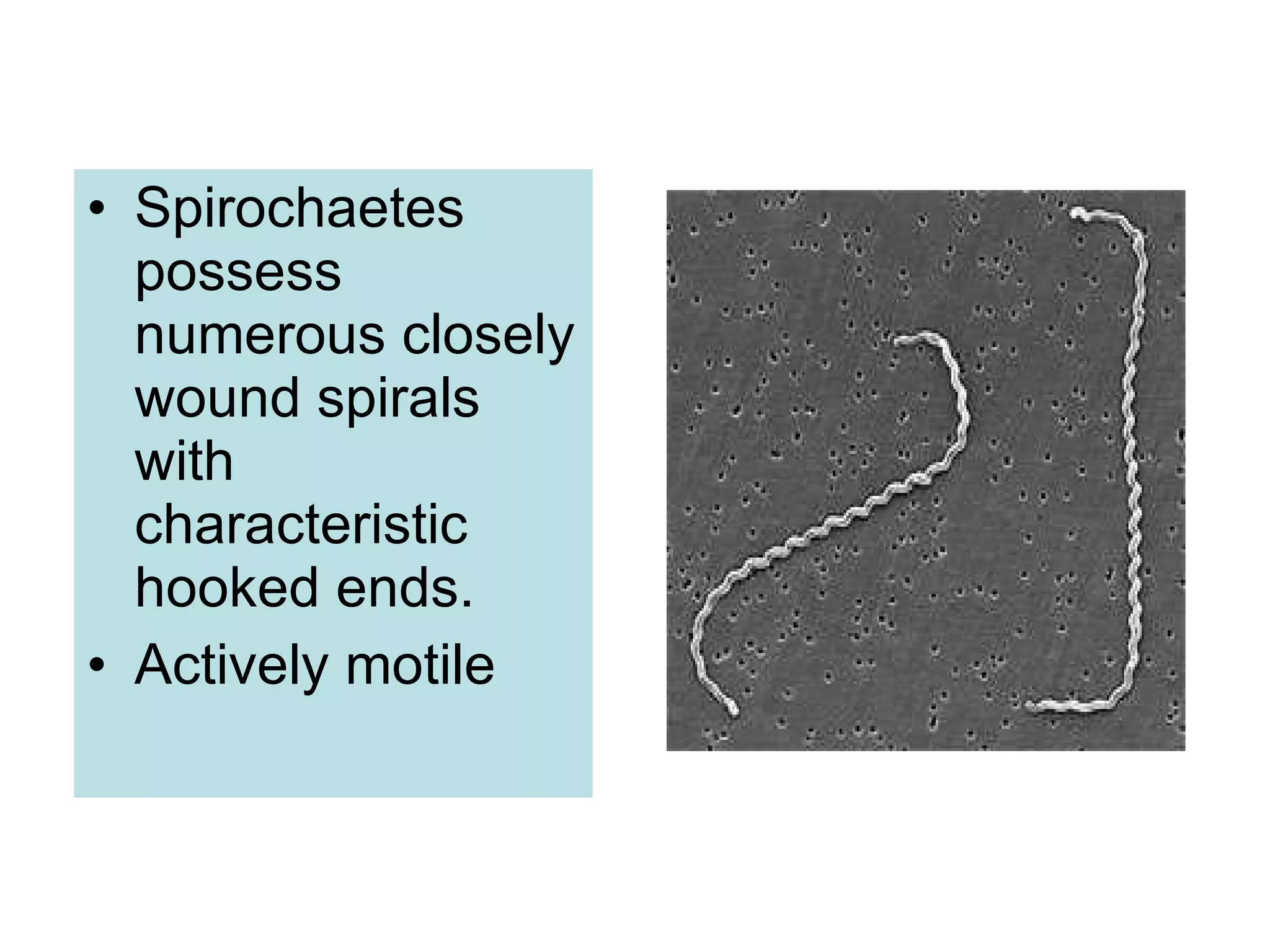 Leptospira | PPT