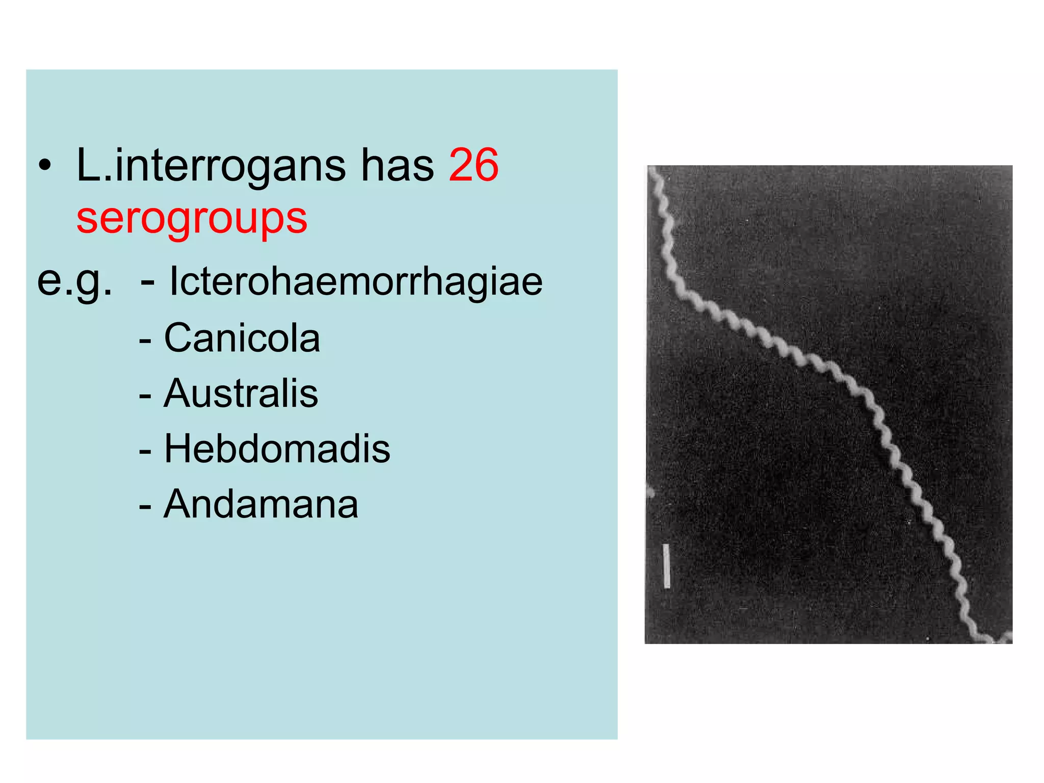 Leptospira | PPT