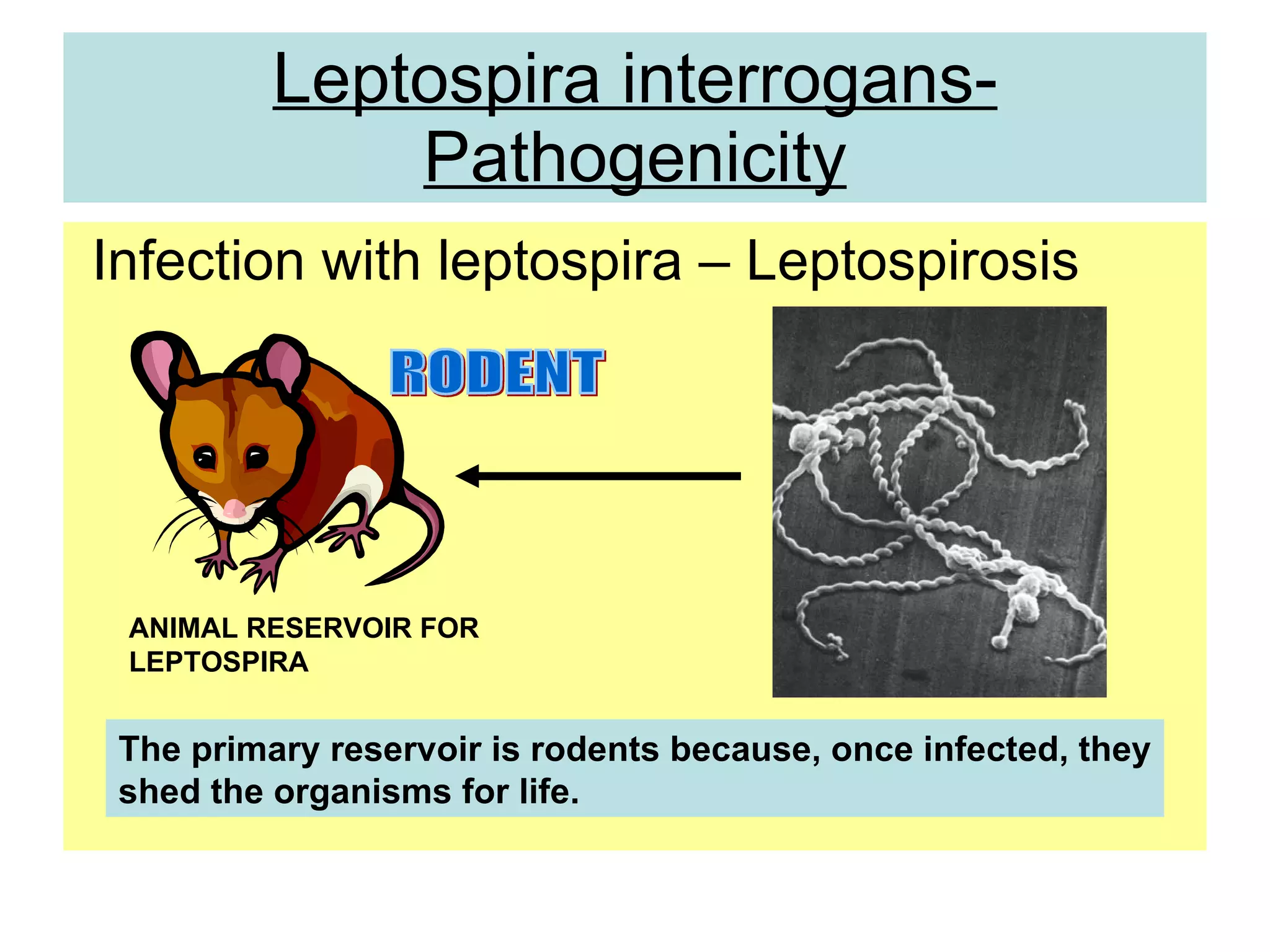 Leptospira | PPT