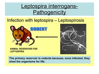 Leptospira | PPT