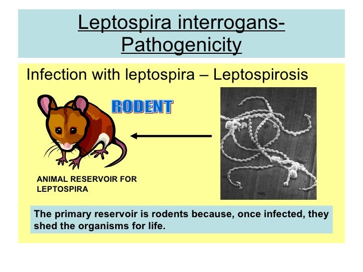 Leptospira