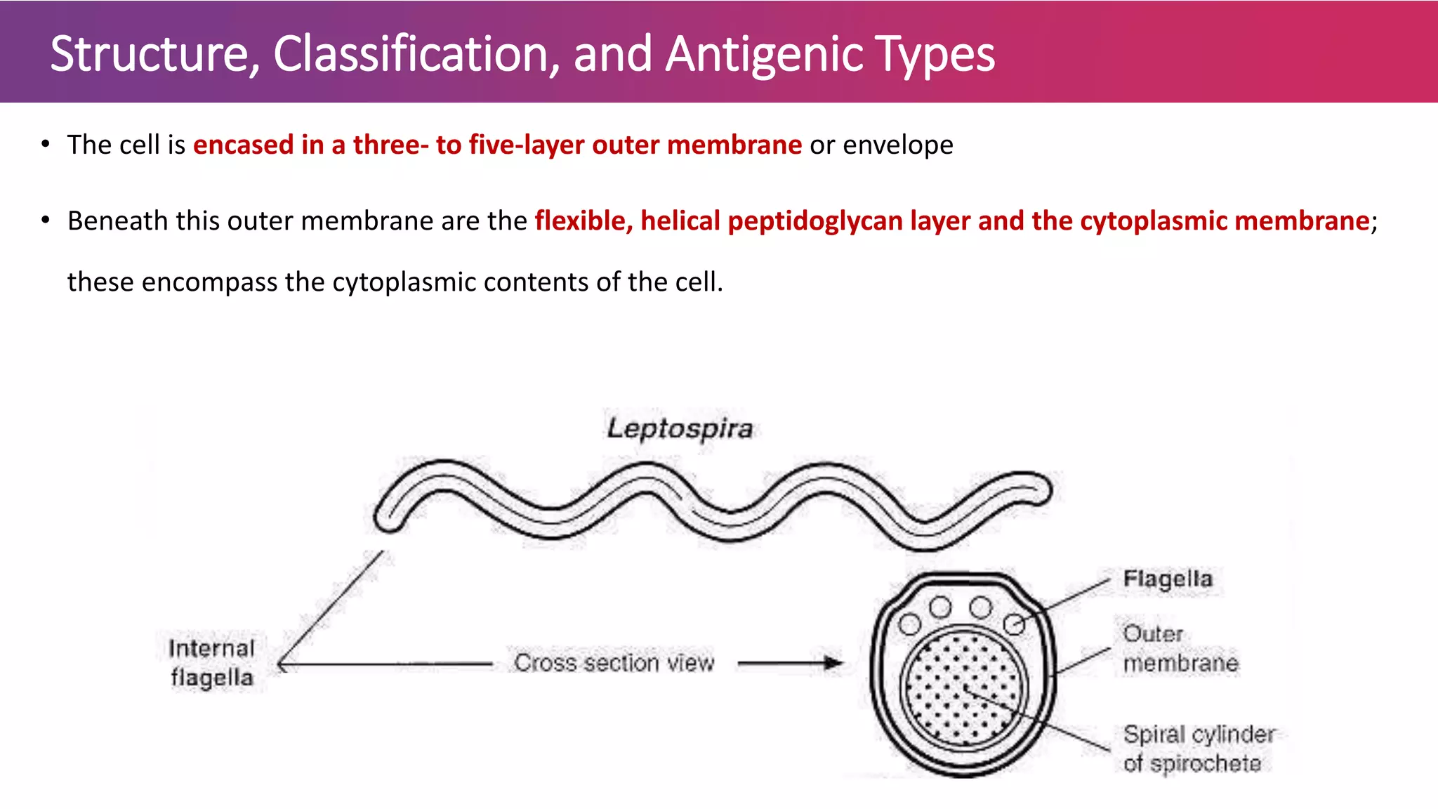 Leptospirosis | PDF