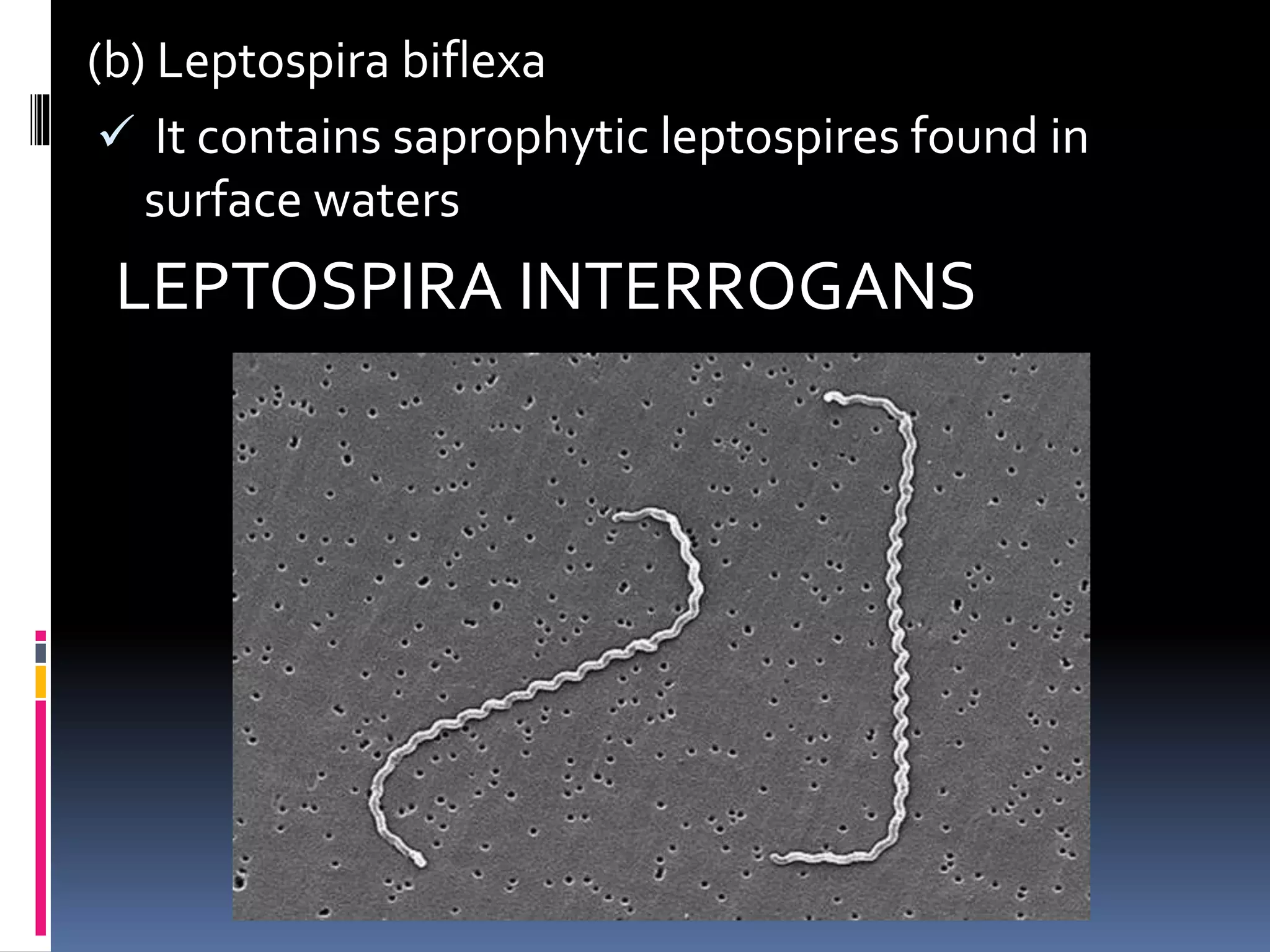 Leptospira | PPT
