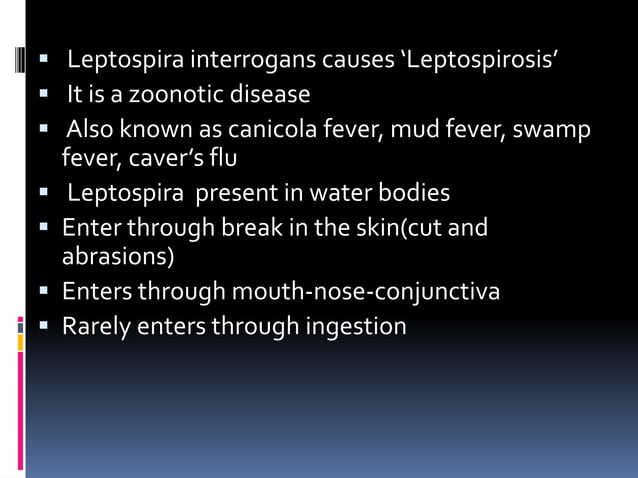 Leptospira | PPT