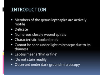 Leptospira | PPT