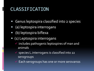 Leptospira | PPT