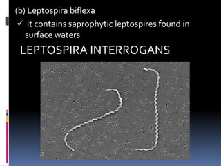 Leptospira | PPTX
