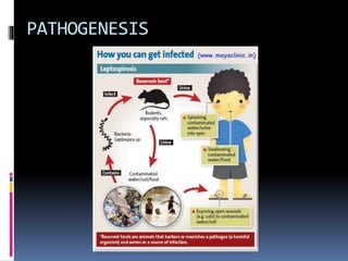 Leptospira | PPTX