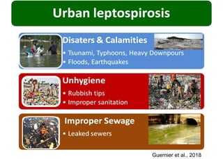 leptospira.ppt
